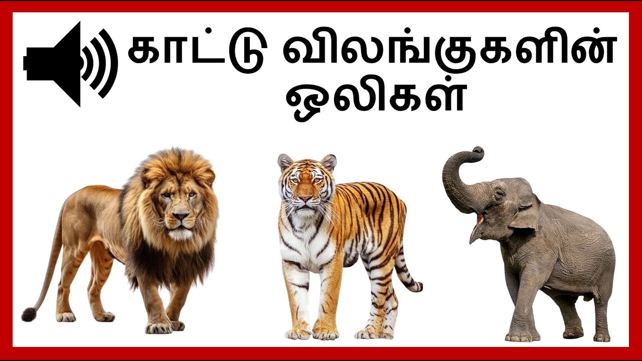 Learn Wild Animals Sound in Tamil| Animal Sounds | விலங்குகளின் ...