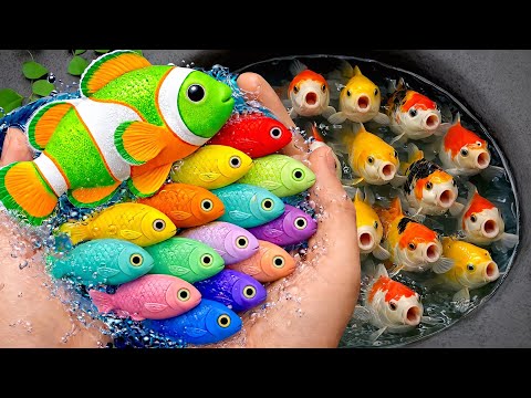 Serok ikan warna-warni dalam kolam, ikan hias cantik, ikan mas, ikan koi, ikan komet, kura-kura lucu
