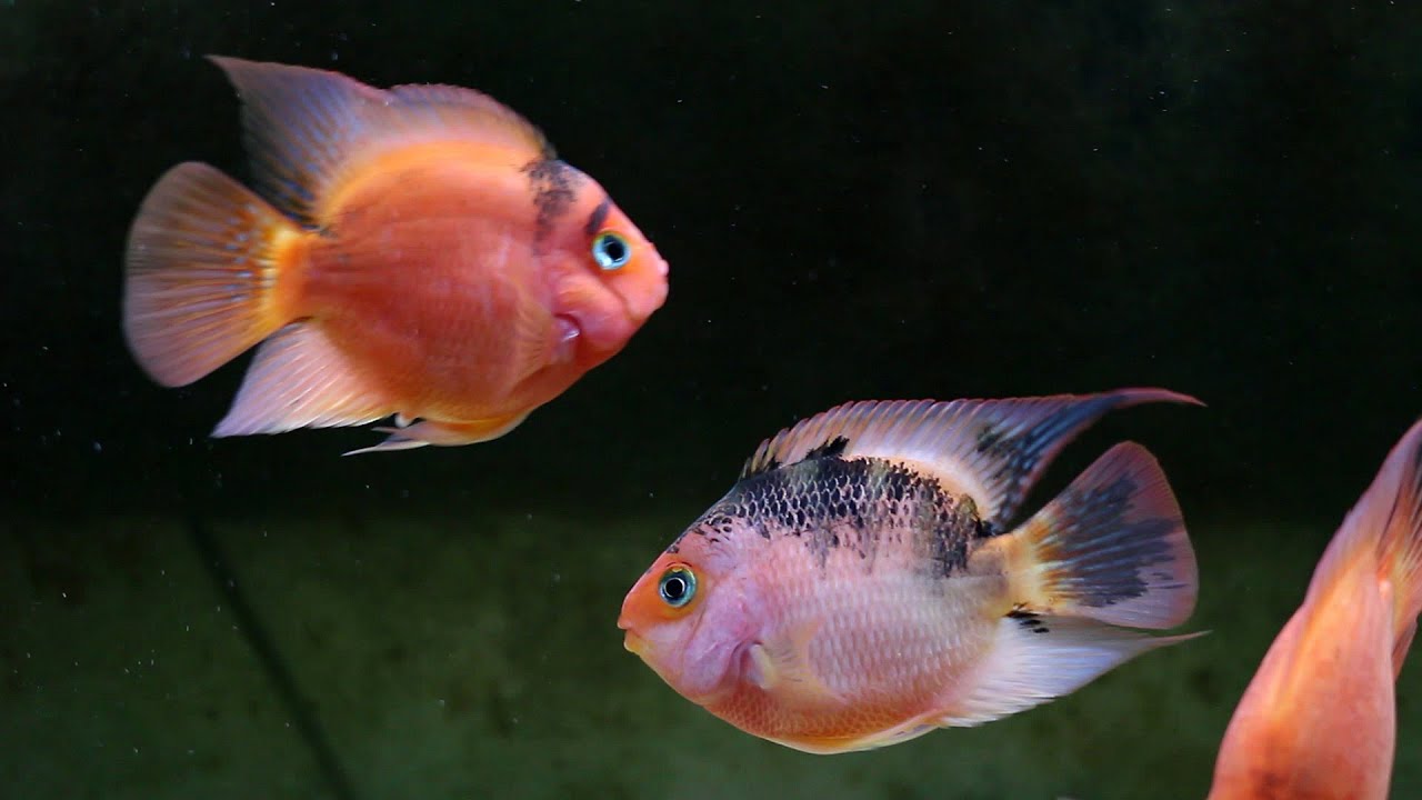 red mammon ,pink tail chalceus and barbs canon SL1 DSLR 2.8 PANCAKE ...