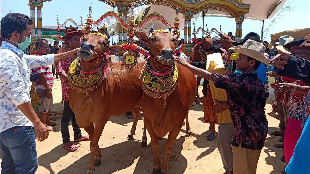 Madura//Festival Sapi Sonok di Pantai Camplong Sampang - YouTube