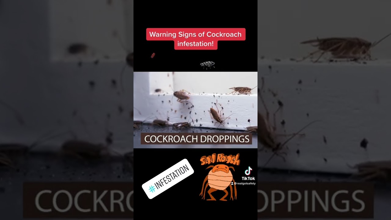 Warning Signs Of A Cockroach Infestation Safeworkplace Workplace Safety Roach Youtube