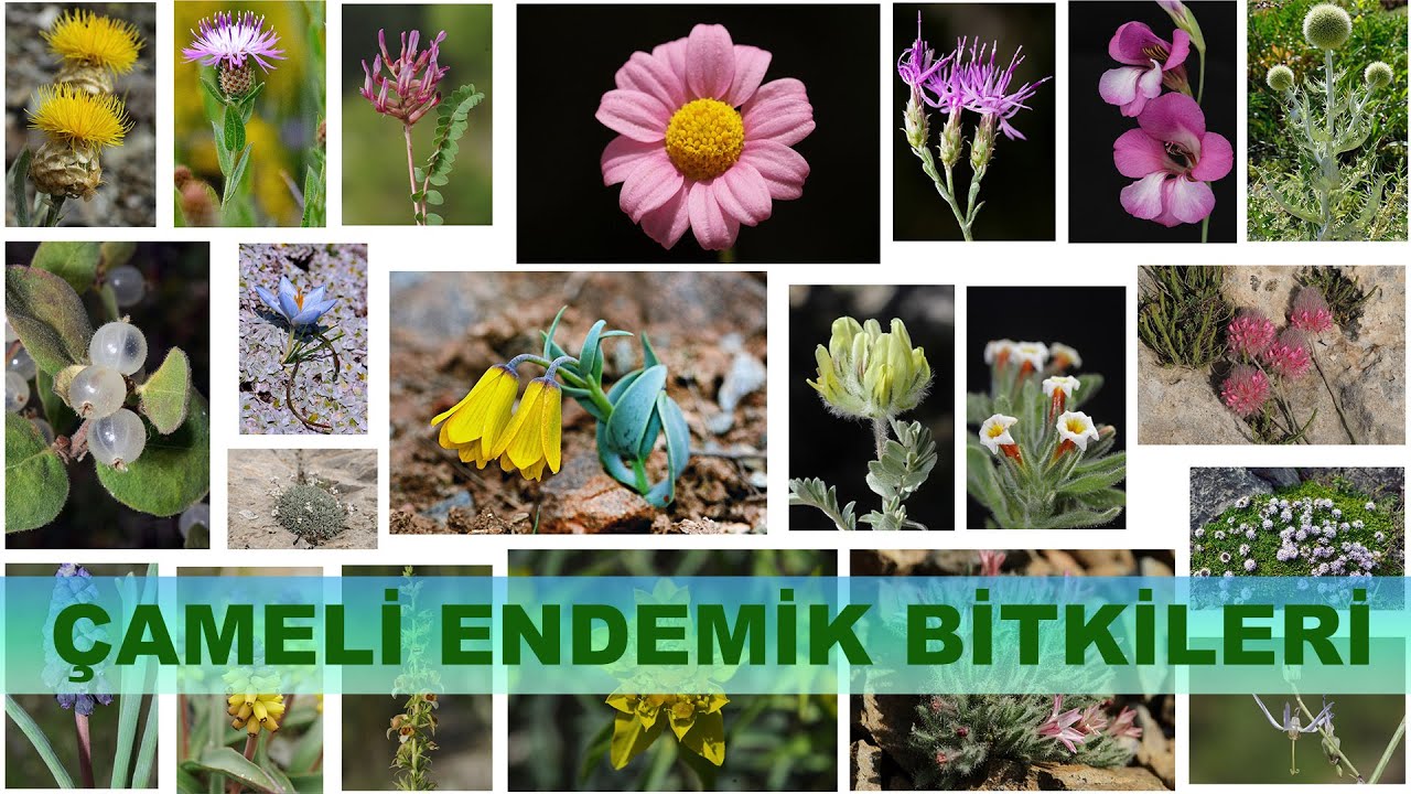 Çameli Endemik Bitkileri - YouTube