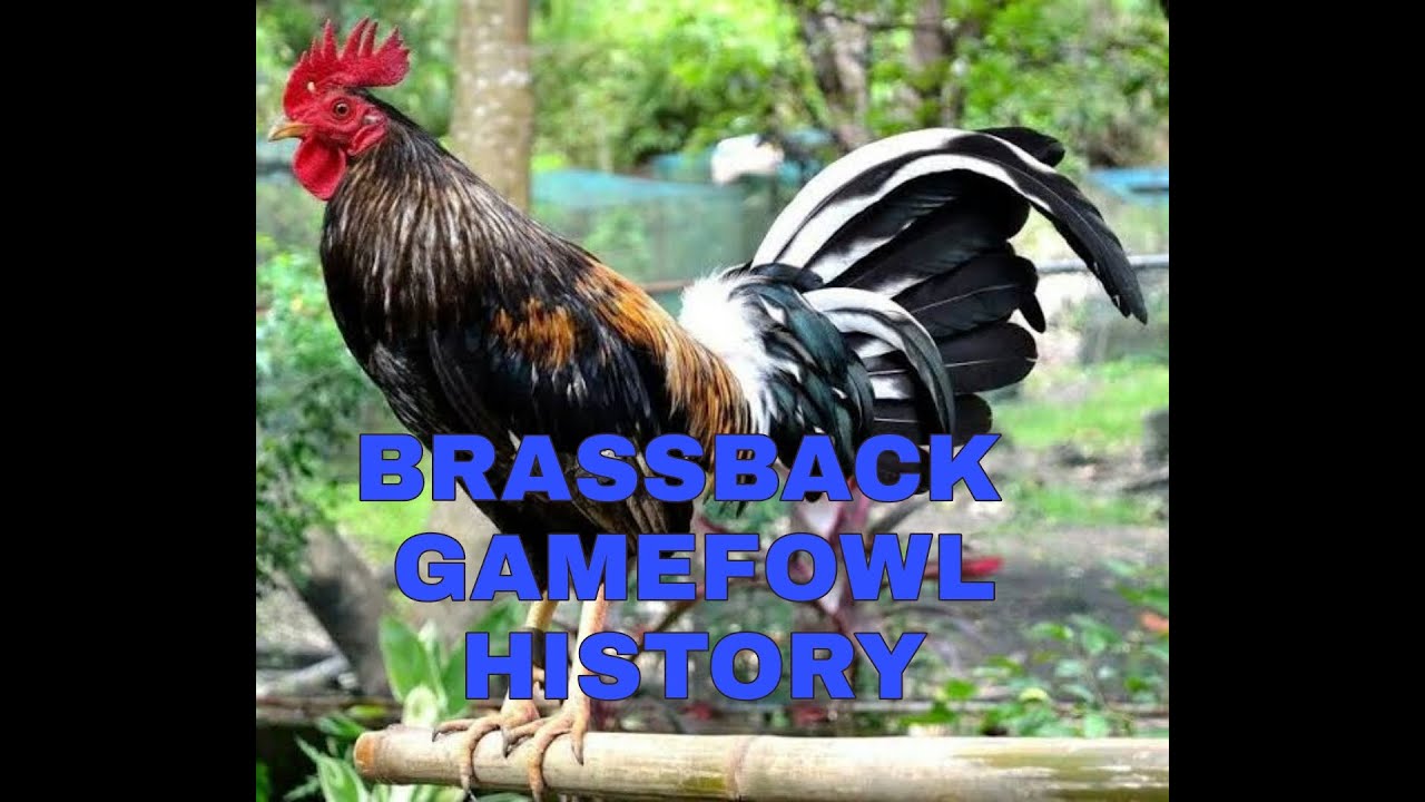 BRASSBACK GAMEFOWL HISTORY: A POWERFUL AND FIERCE FIGHTER - YouTube