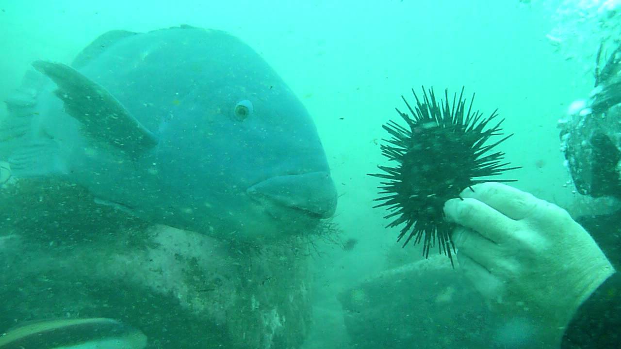 A very picky Blue Groper by TBD Team - YouTube