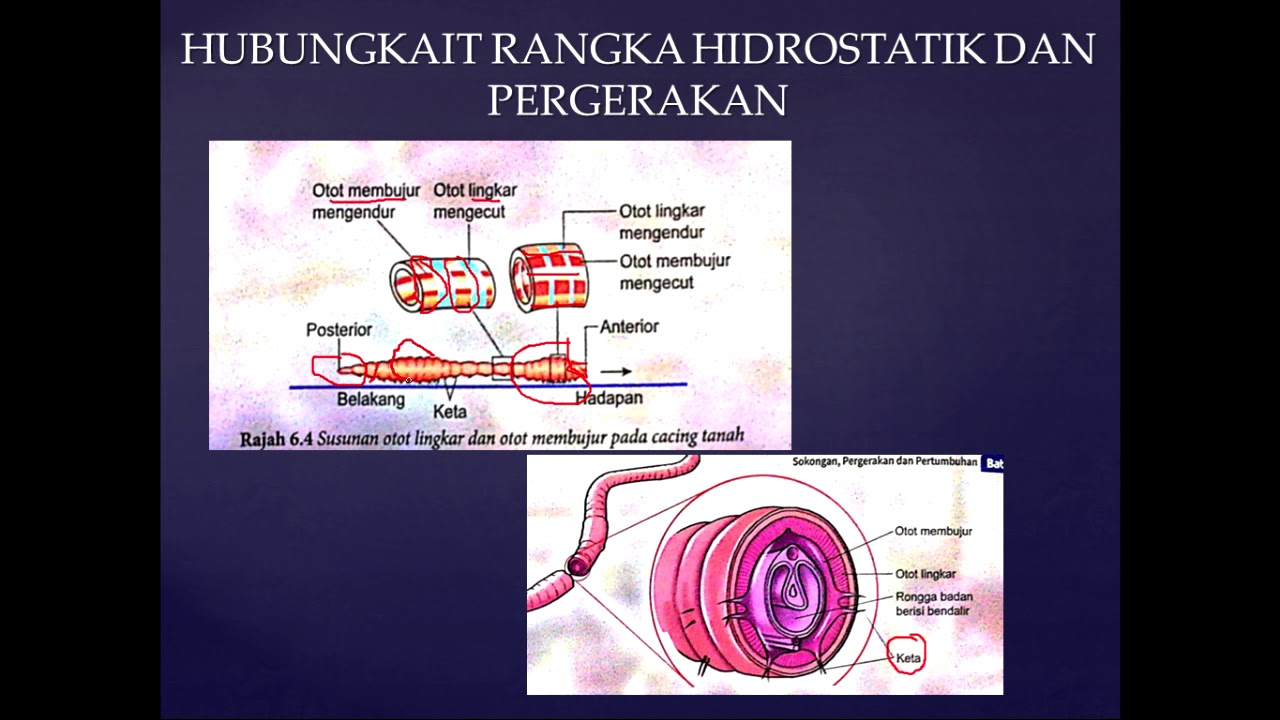 pergerakan cacing tanah - YouTube