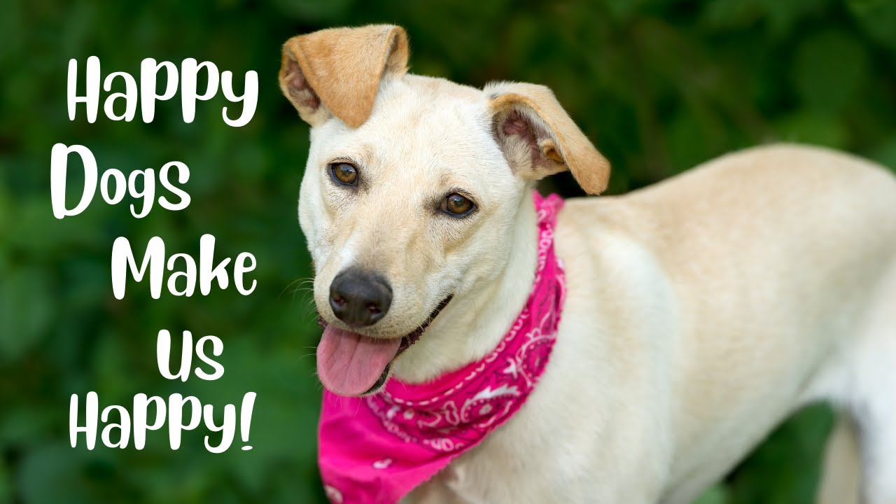 Happy dogs make us Happy! - YouTube