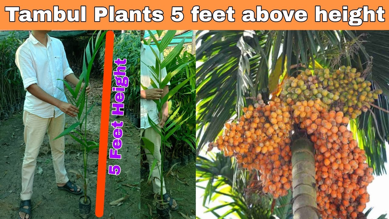 Arecanut Plants farming in India | Assam tambul plants | Betelnut ...