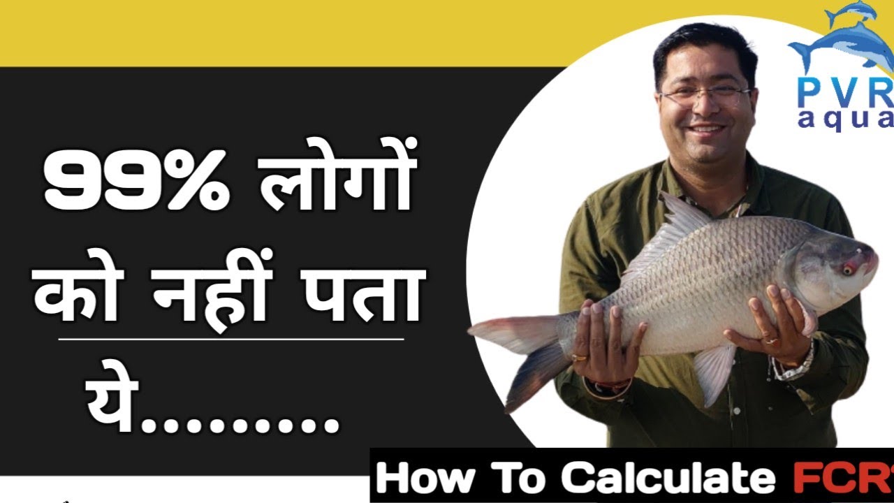 FCR How To Calculate FCR FishFarming YouTube fcr-how-to-calculate-fcr-fishfarming-youtube