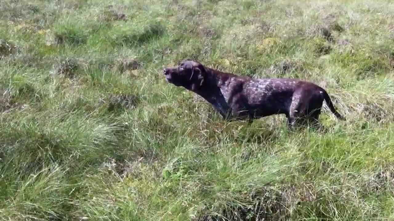 pointing and flushing grouse on a Scottish moor - YouTube