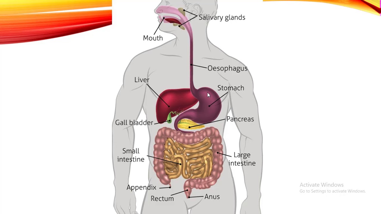 Class 7 Science Chapter 1 Lecture 2 Digestive System The Readers Punjab ...