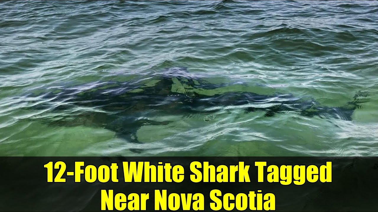 12-Foot White Shark Tagged Near Nova Scotia | OCEARCH Shark Tracking ...