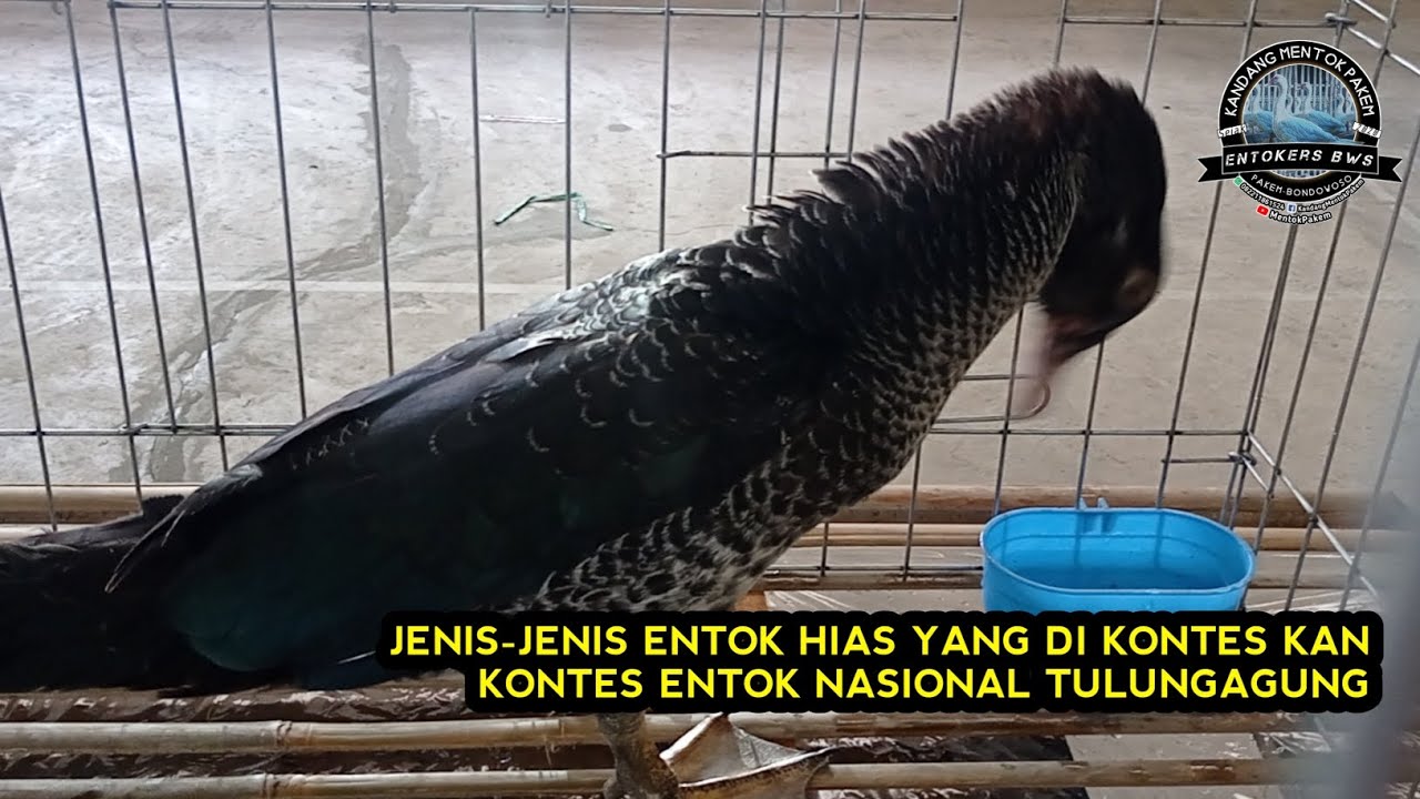KONTES ENTOK HIAS TULUNGAGUNG | BEBERAPA JENIS-JENIS ENTOK HIAS YANG DI ...