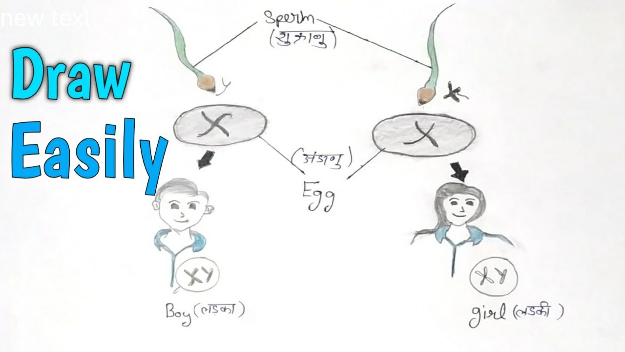 sex determination in humans##science drawing art - YouTube