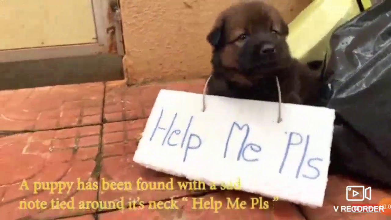 Help me the Dog so sad oh no love Dogs - YouTube