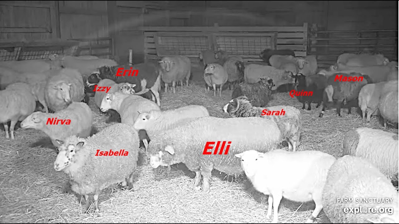 Farm Sanctuary Sheep Barn Sheep early pm 1232026 explore.org - YouTube