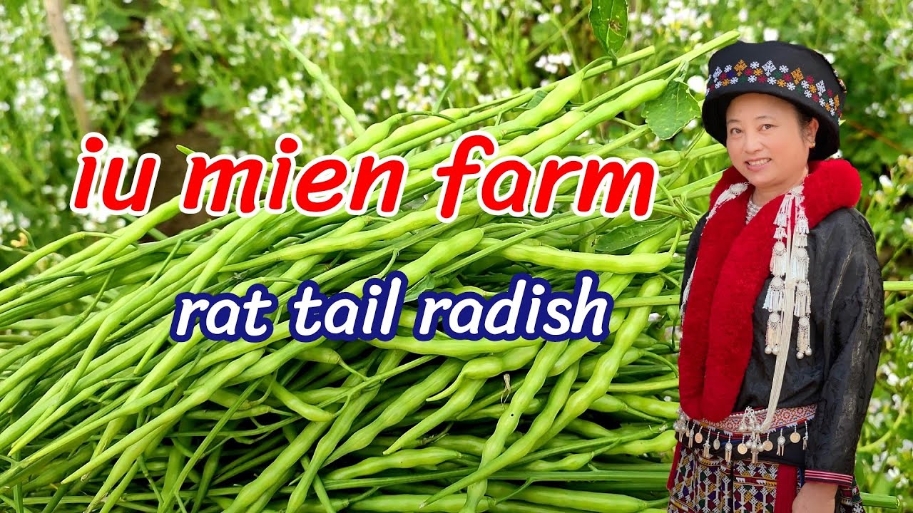 iu mien farm: rat-tail radish,เก็บผักขี้หูดขาย,@iu mien - YouTube