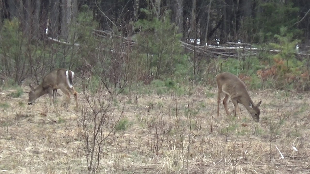 Watching Four Deer In My Backyard - YouTube