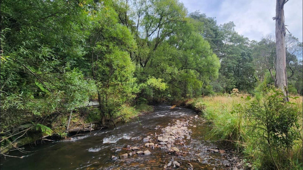 Trout Go Nuts On the Toorongo River in Noojee - YouTube