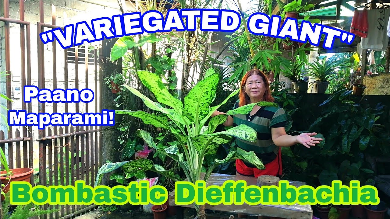 Part3 | "Variegated Giant" | Boombastic Dieffenbachia repotting | paano ...