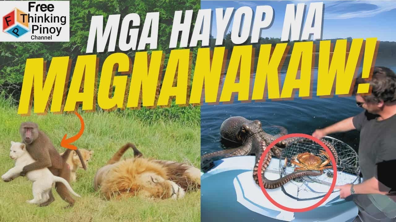 Ninakaw ng Unggoy yung anak ng LEON | Hayop na magnanakaw - YouTube