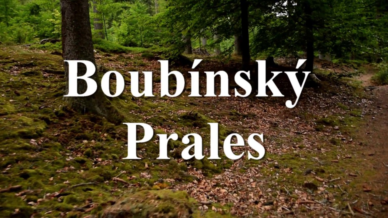 The Boubínský Prales - YouTube