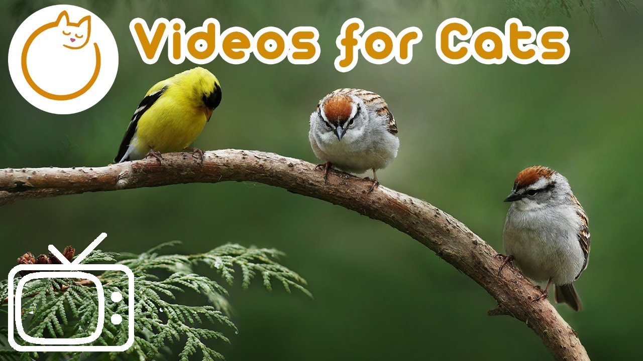 Videos For Cats to Watch - Nature Bonanza! - YouTube
