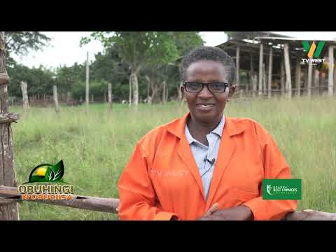 Obuhingi N'oburiisa: Eva Ampaire owa Bampaire Dairy Farm