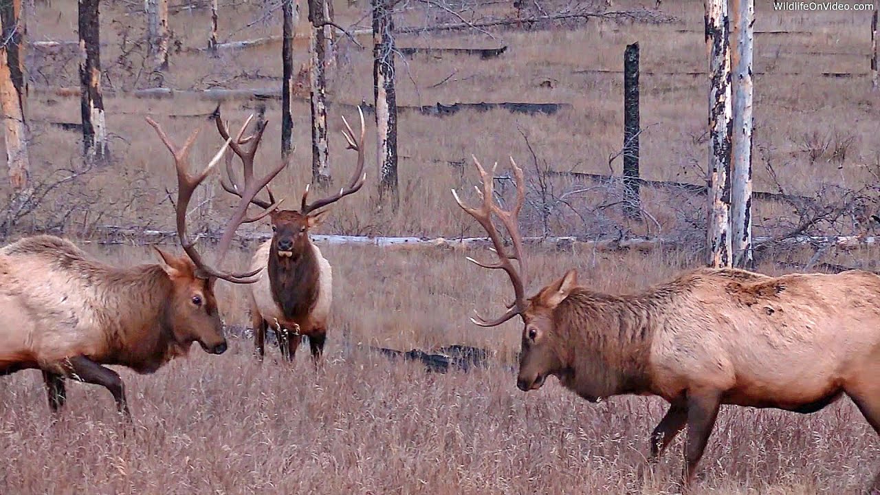 Elk Sparring after the Rutting Season - YouTube
