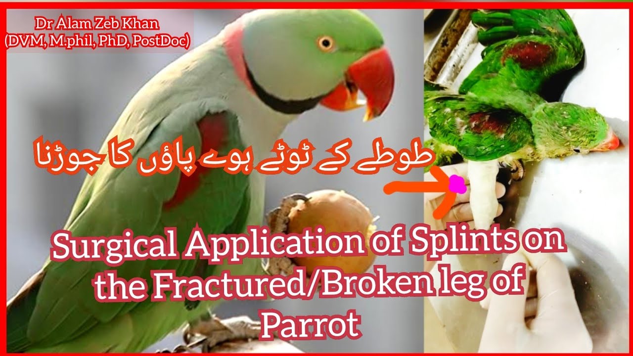 Fixation Fractured/broken leg bone in Parrot/birds by Application of ...