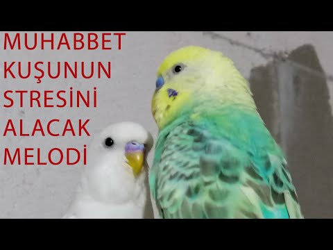 muhabbet kuşu stresten nasıl çıkar bu melodi kuşunuzu dinlendirecek