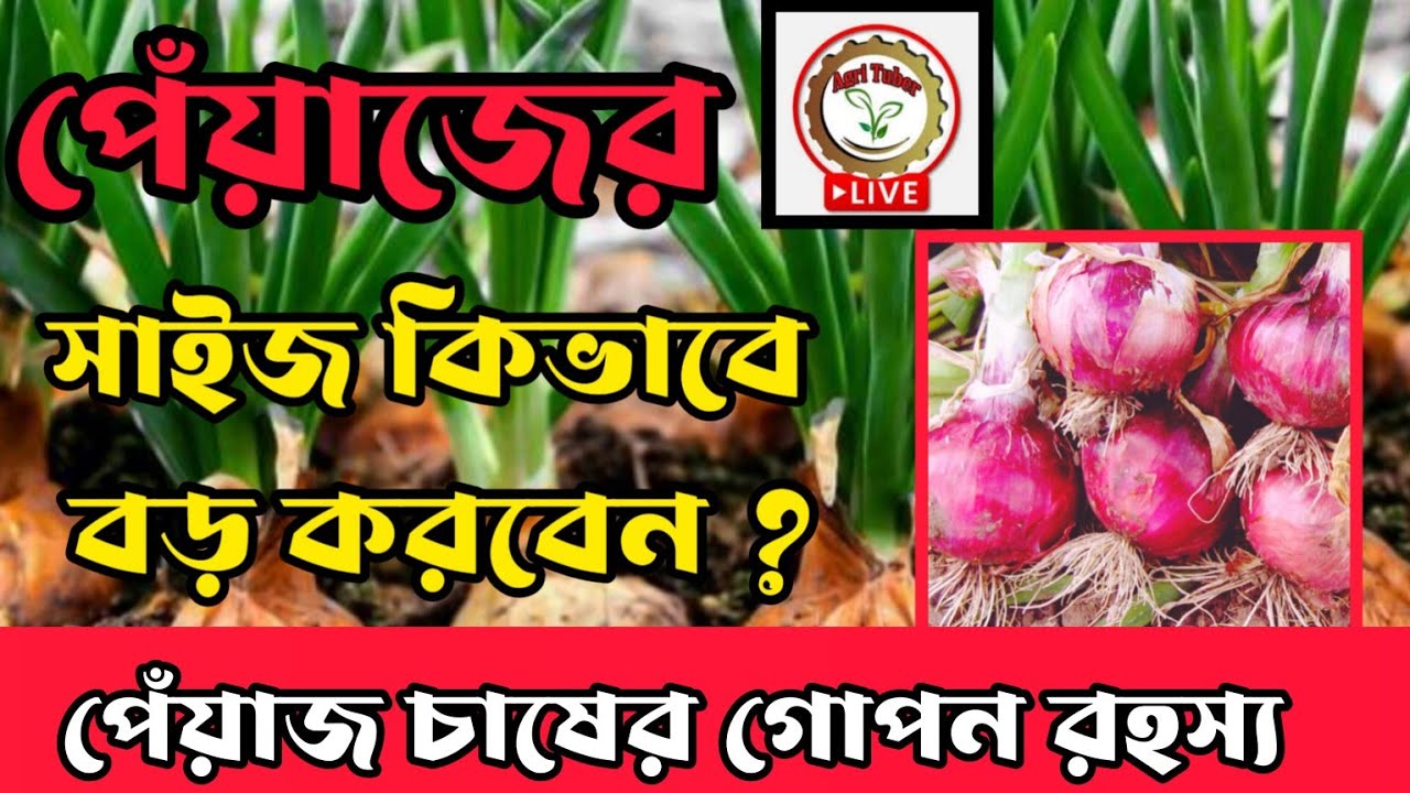 পেঁয়াজ চাষ।পেঁয়াজের সাইজ কিভাবে বাড়াবেন। পেঁয়াজ চাষ পদ্ধতি। peyaj ...