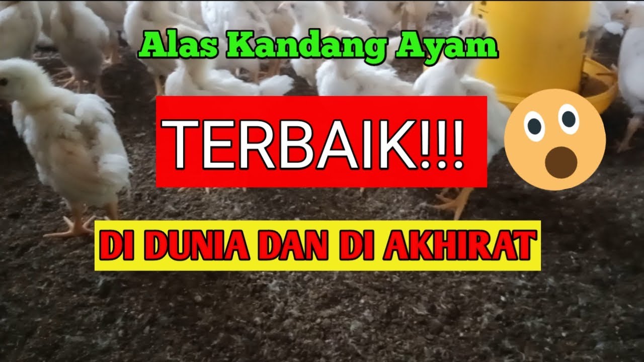 ALAS KANDANG AYAM TERBAIK DI DUNIA DAN DI AKHIRAT / ALAS PASIR / TIDAK ...