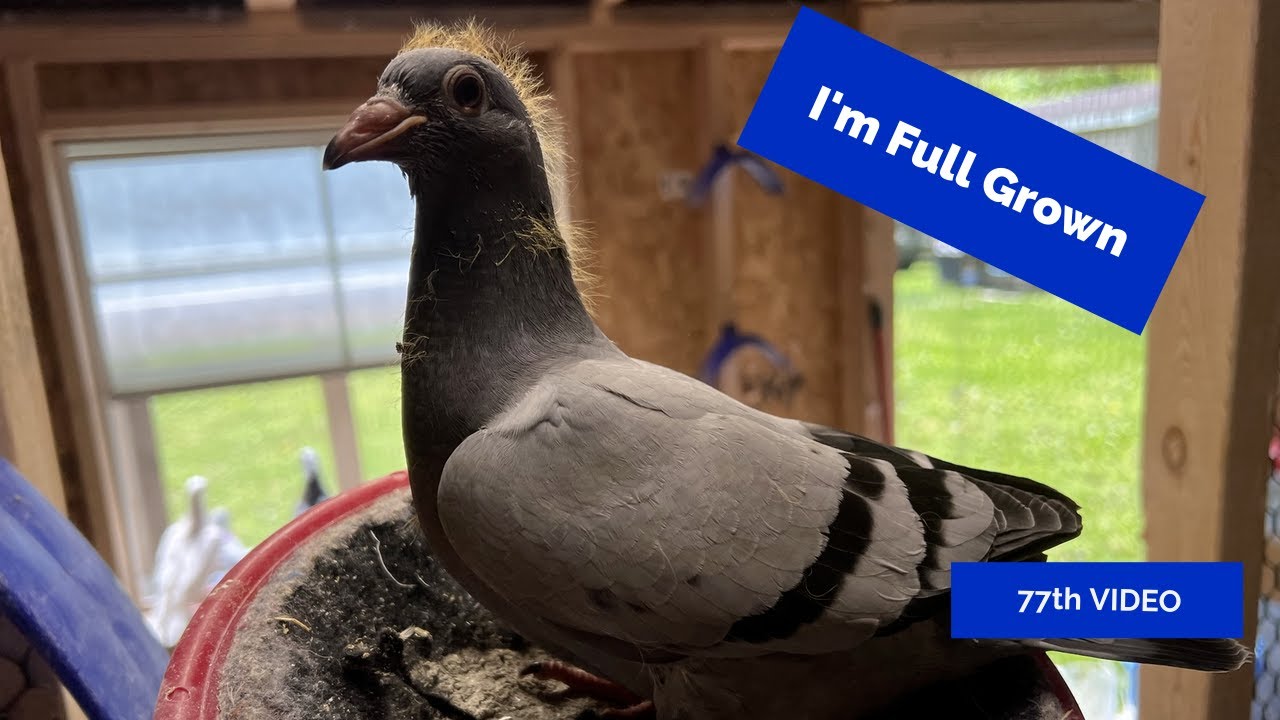 The Day by Day Growth of a Pigeon! - YouTube