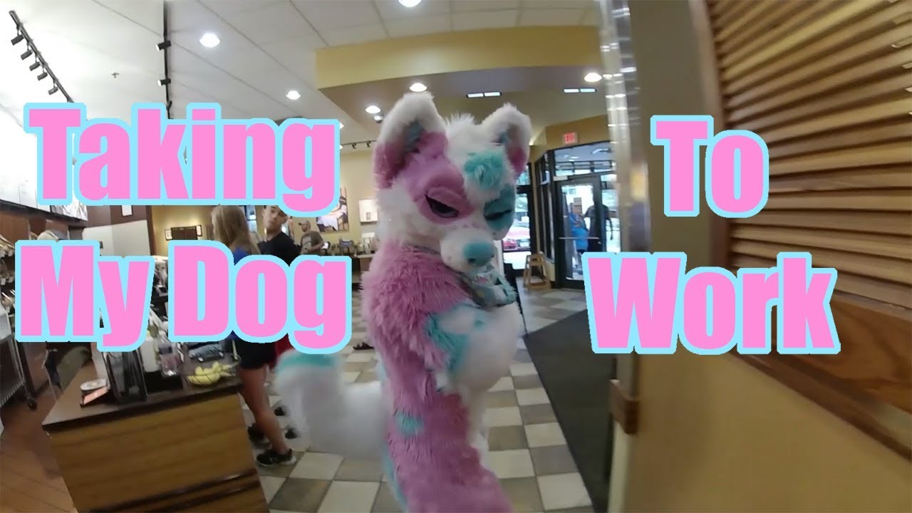 Taking My Dog to Work (w/ Quartz Husky) - YouTube