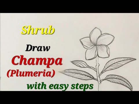 Champa flower drawing easy,Shrub drawing easy, Plumeria flower drawing ...