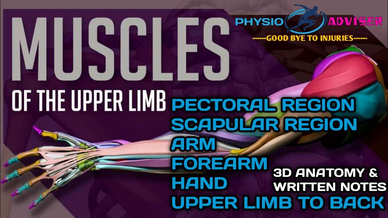 Muscle Of Upper limb|muscles of upper limb anatomy - YouTube