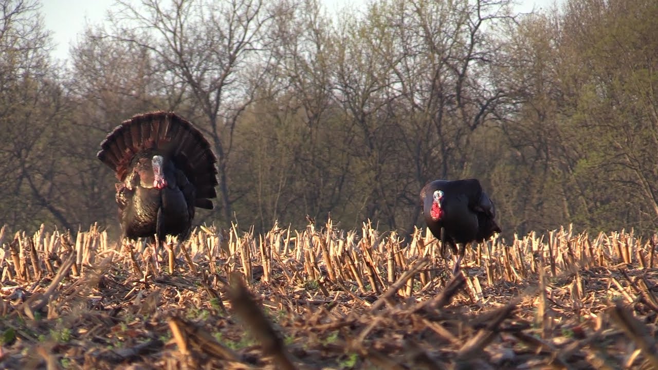 Spring Turkey Hunting - Tough Season Ends in Success - YouTube