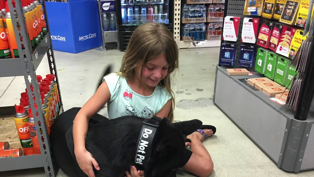 Fine Line Family K-9 Protection Dog Sales Ninja Full German Shepherd ...