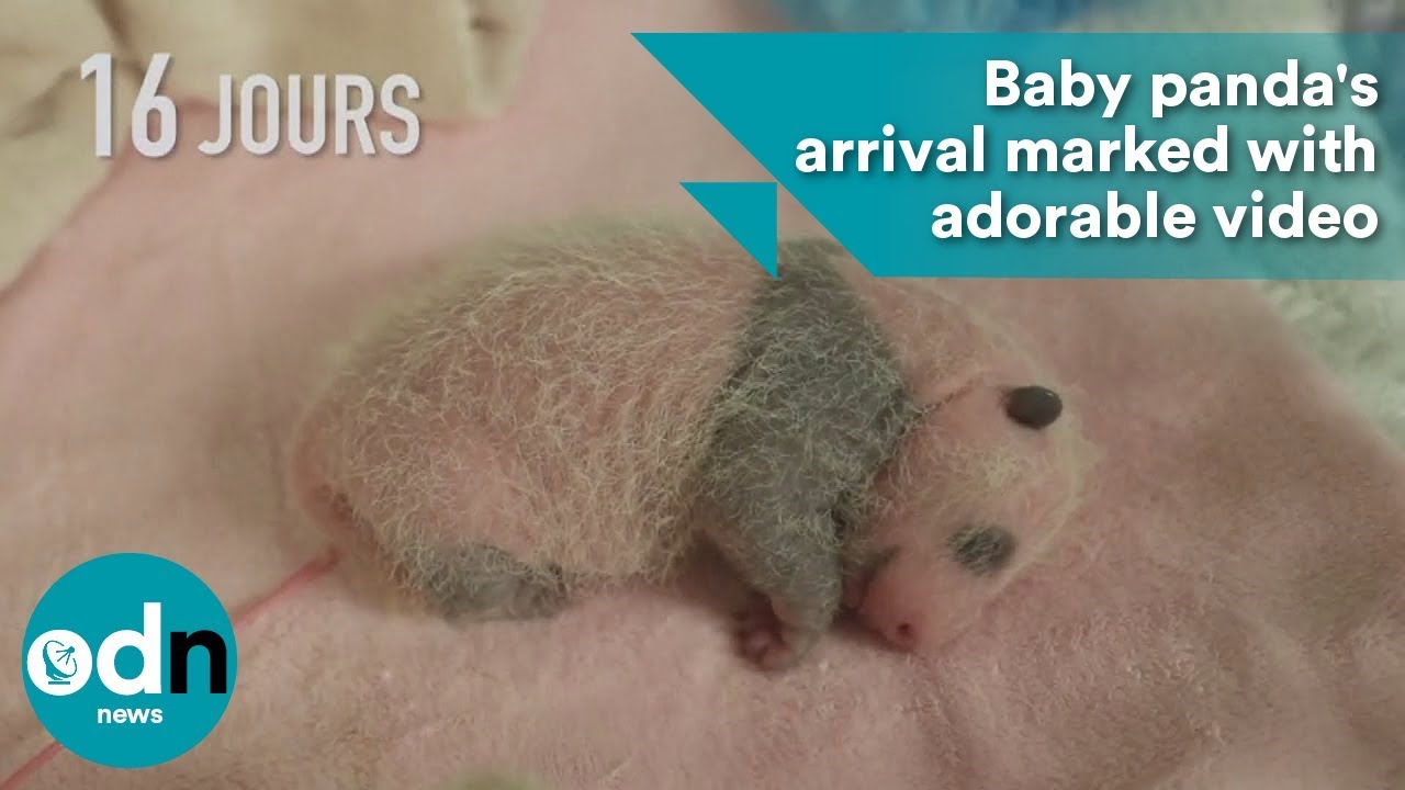 Baby panda's arrival marked with adorable video - YouTube