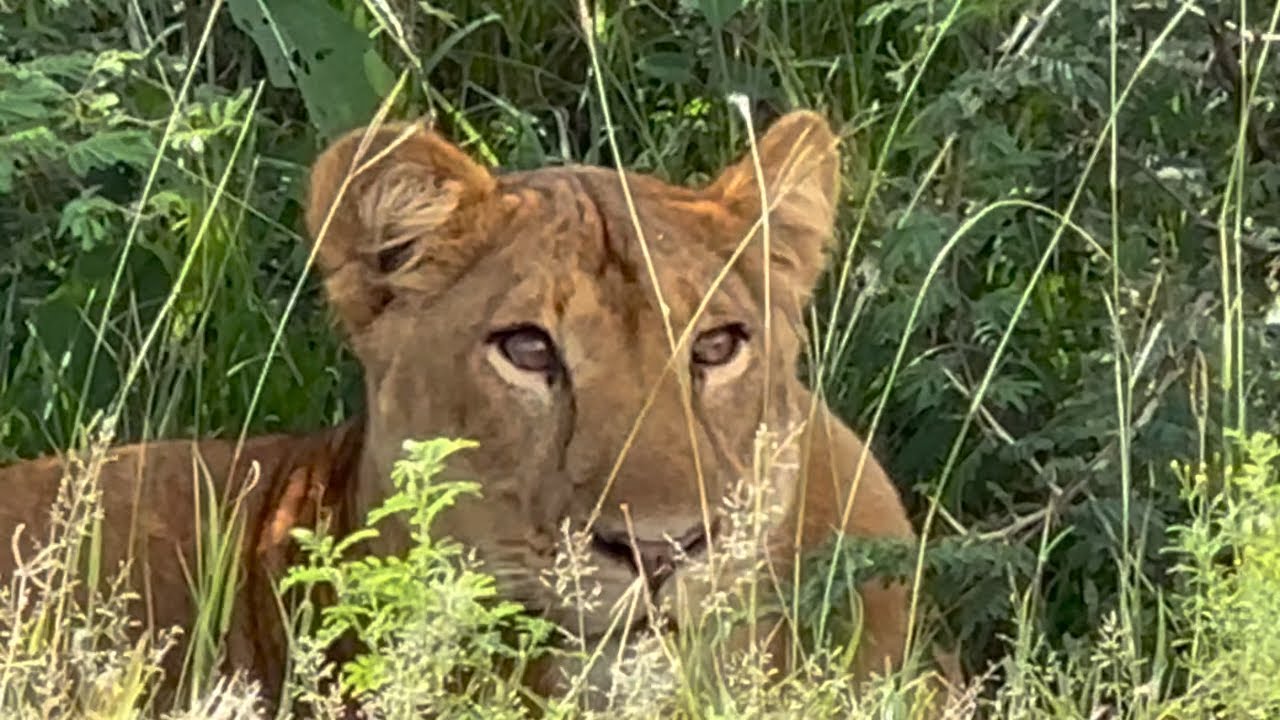 Lions in Queen Elizabeth National Park, Uganda - Acacia Safaris ...