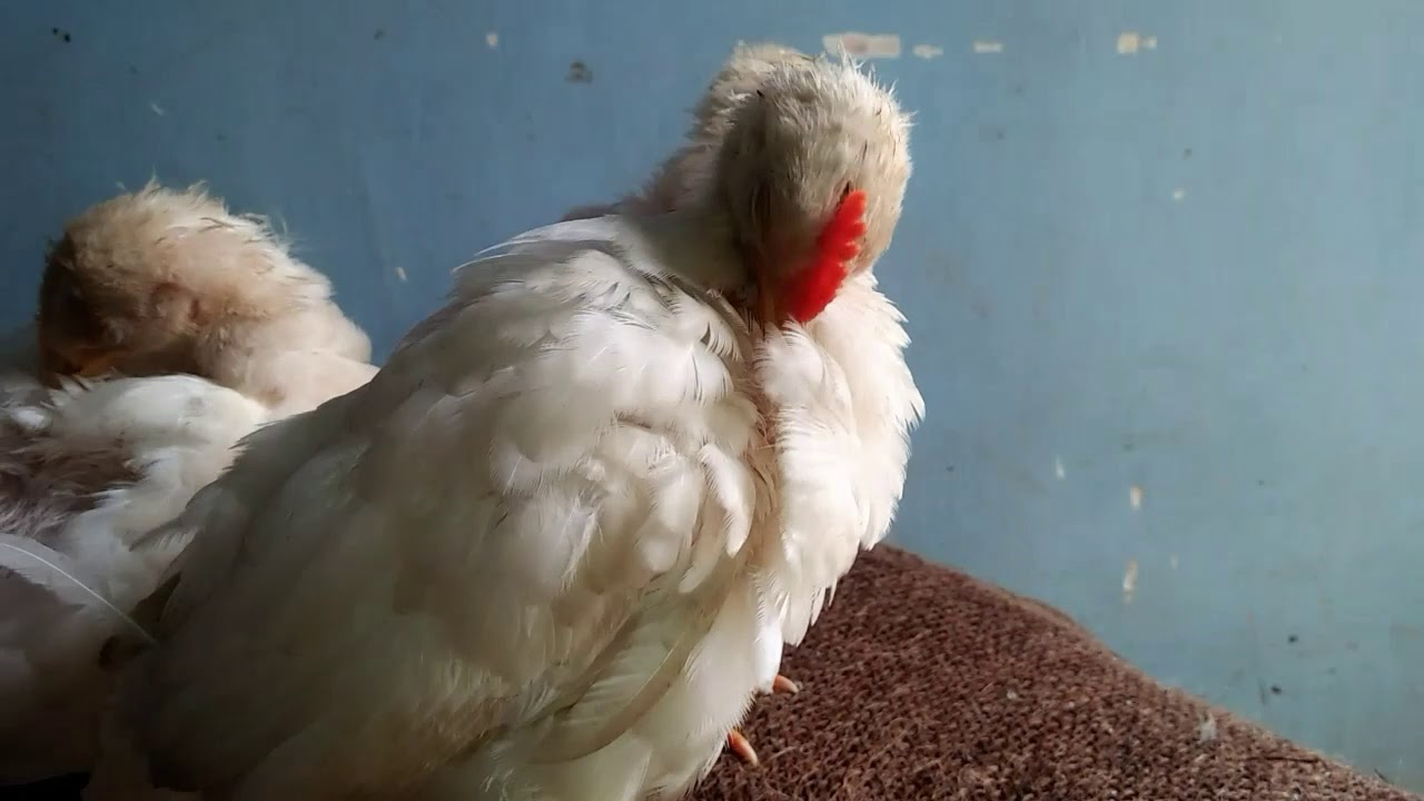 One month old chick's - YouTube
