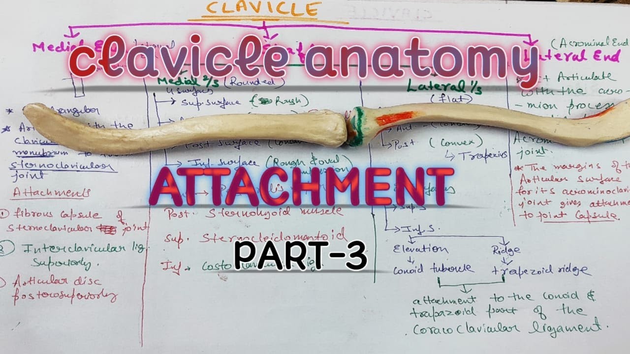 CLAVICLE ANATOMY l Attachments PART-3 - YouTube