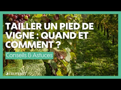 Tailler la vigne : quand et comment bien tailler un pied de vigne ? - Truffaut