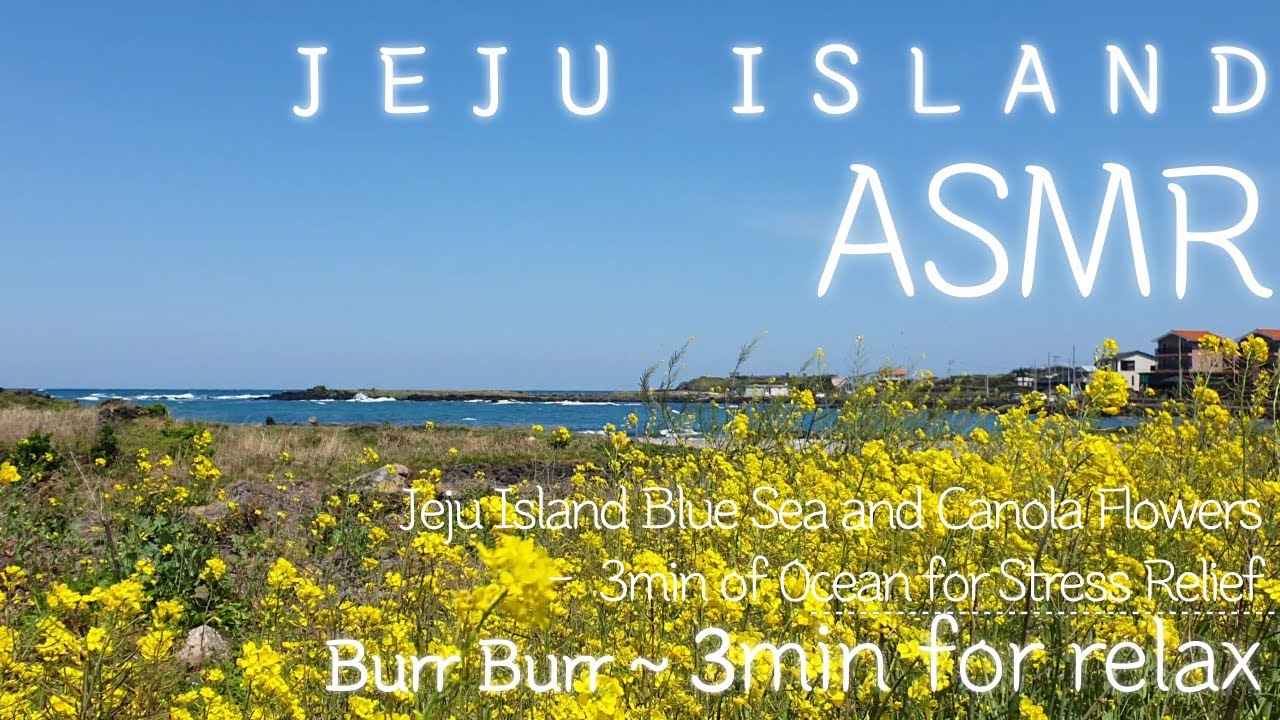 Jeju Island Blue Sea and Canola Flowers - 3min of Ocean for Stress ...