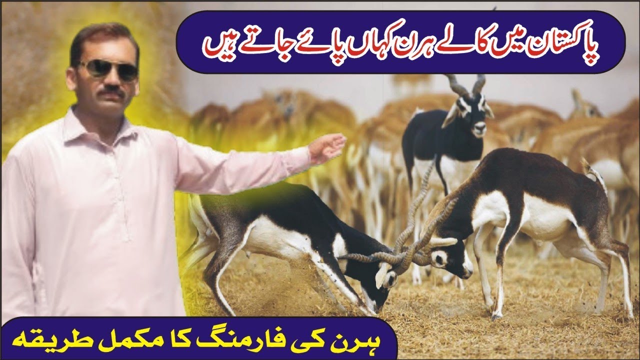 Pak biggest deer farm of Pakistan | Deer Farming #blackbuck #wildlife # ...