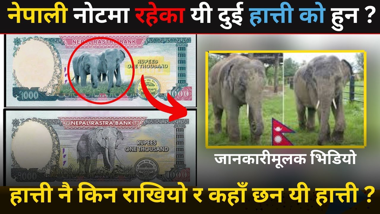 नेपाली 1000 नोटमा रहेका यी दुई हात्ती को हुन ?| Who are these two ...