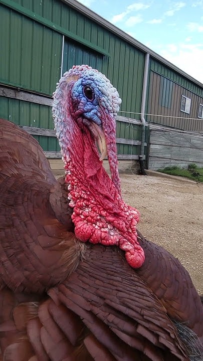 Tom Turkey Strutting and Drumming - YouTube