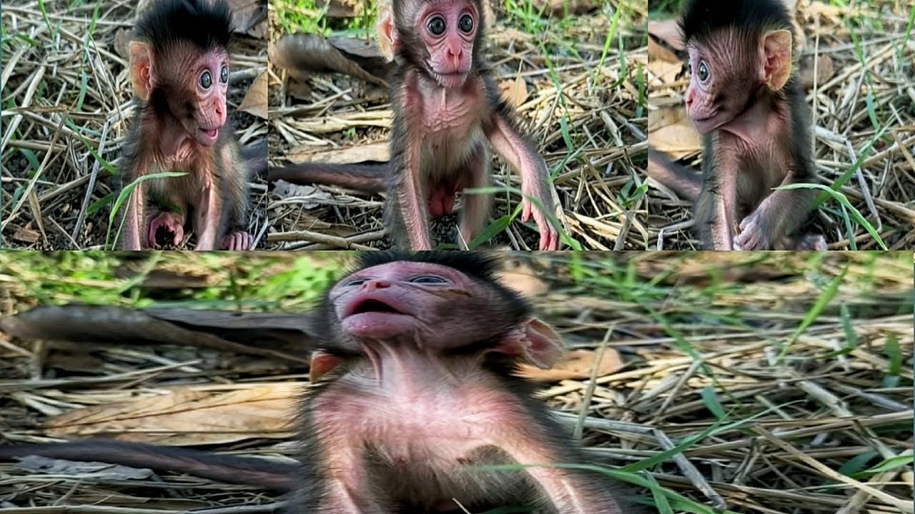 The baby monkey is surprised by the sound of the birds and looks toward ...