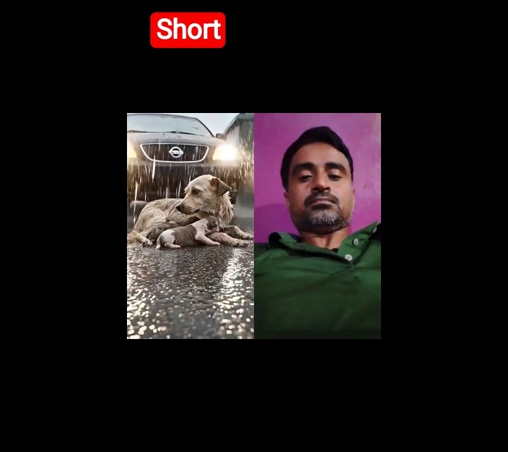 Viral dog - YouTube