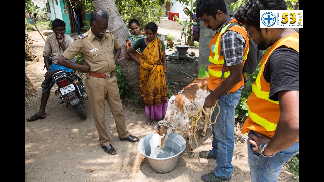Starving Cattle - YouTube